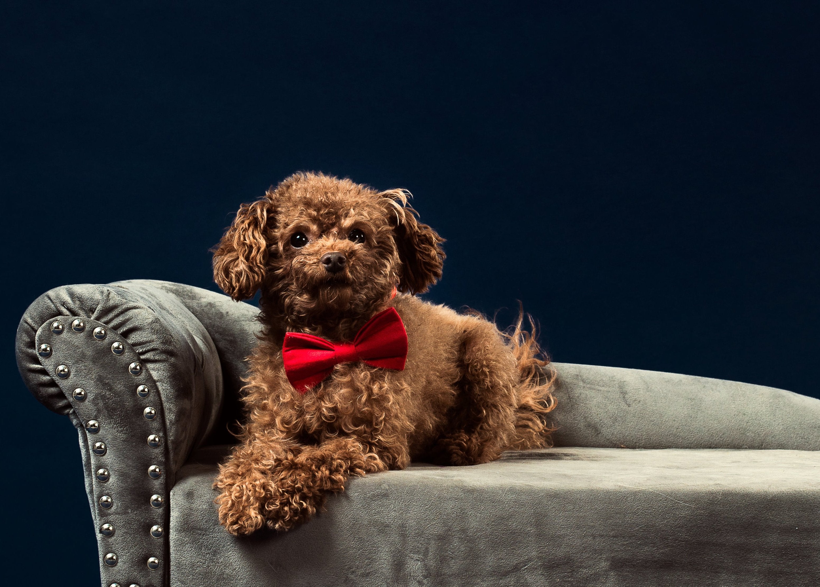 TEDLO: Sklep dla psów. Sklep zoologiczny online.